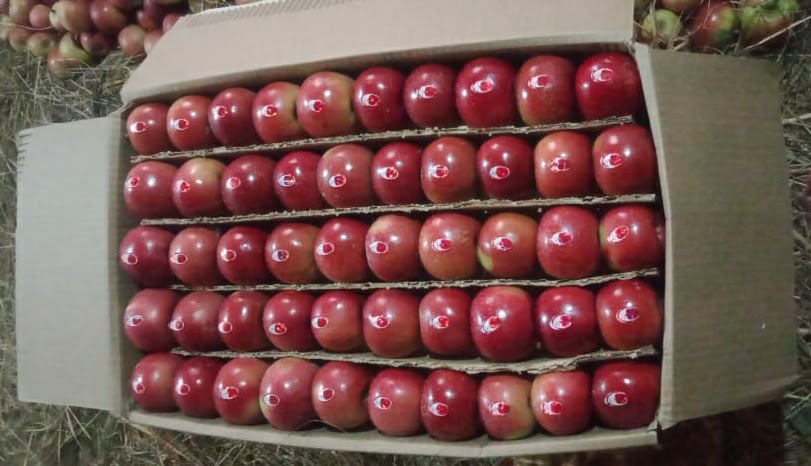 Universal Carton reform proving game-changer for orchardists of ...