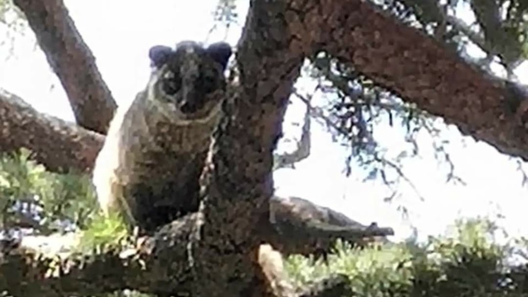 A fully grown Himalayan palm civet seen in US club Shimla - HIMACHAL ...