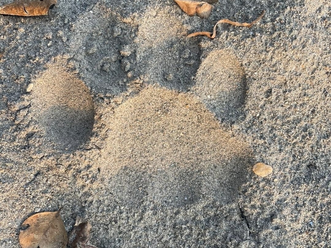 Tiger pugmark found in Himachal Pradesh : Wildlife DFO - HIMACHAL HEADLINES