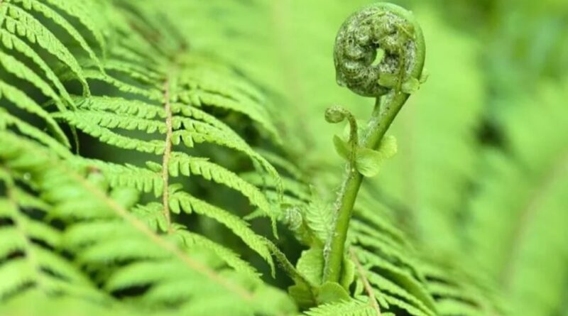 Lungdu vegetable found in Himachal naturally - HIMACHAL HEADLINES