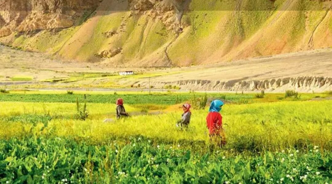 Natural Farming Revolutionizes Agriculture in Himachal Pradesh's Spiti ...