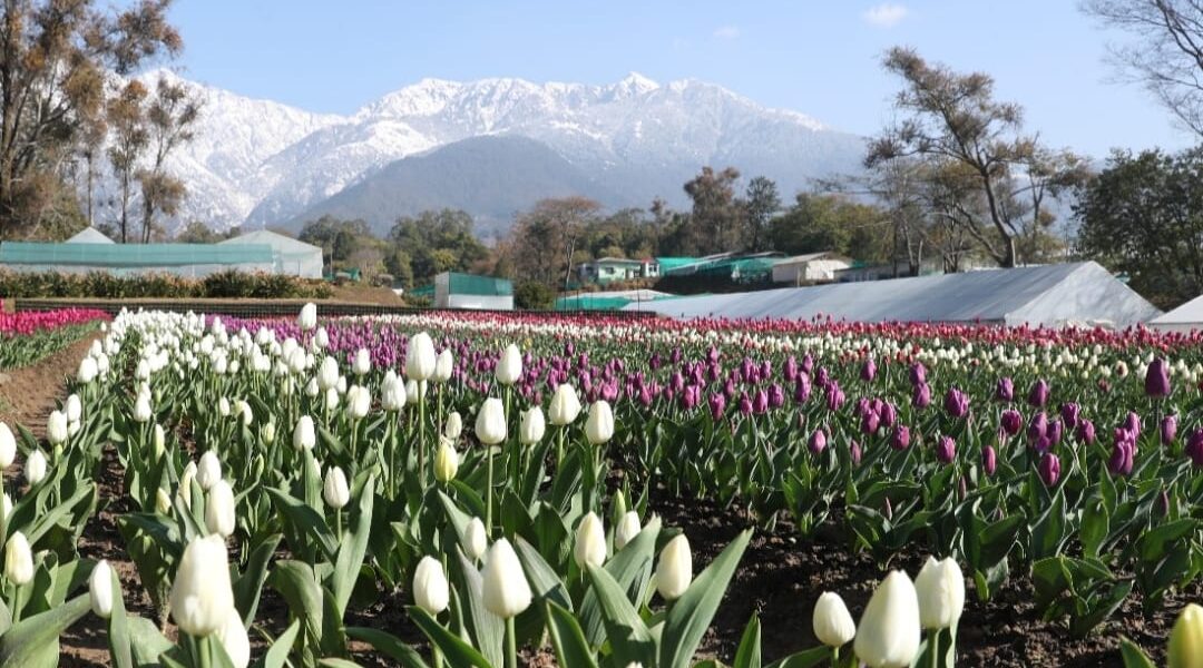 Mesmerizing Tulip garden at CSIR-IHBT has been opened for public in ...