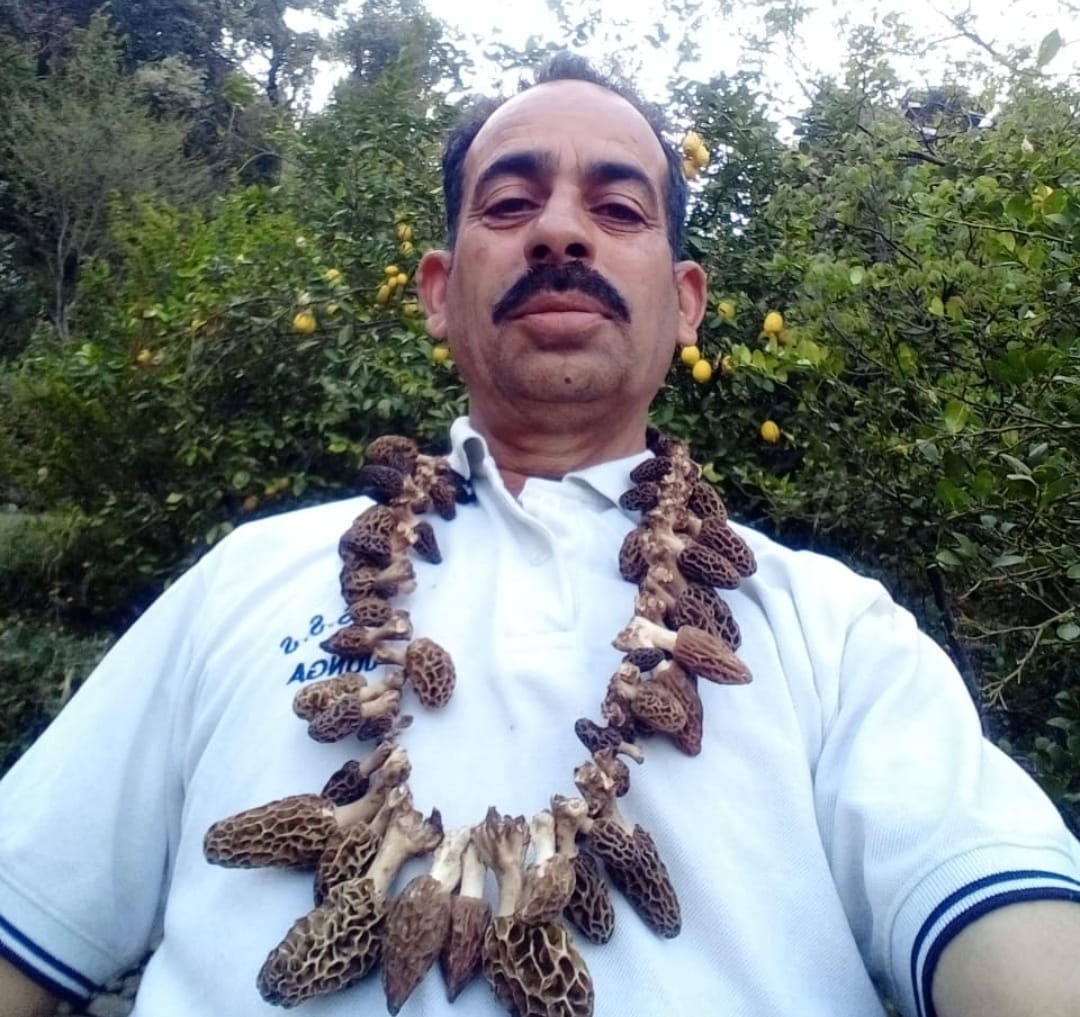 Gucchi mushroom is a mine of miraculous medicinal properties - HIMACHAL ...